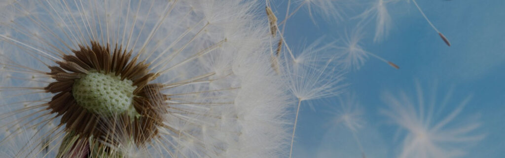 Our Team - Simplicitas